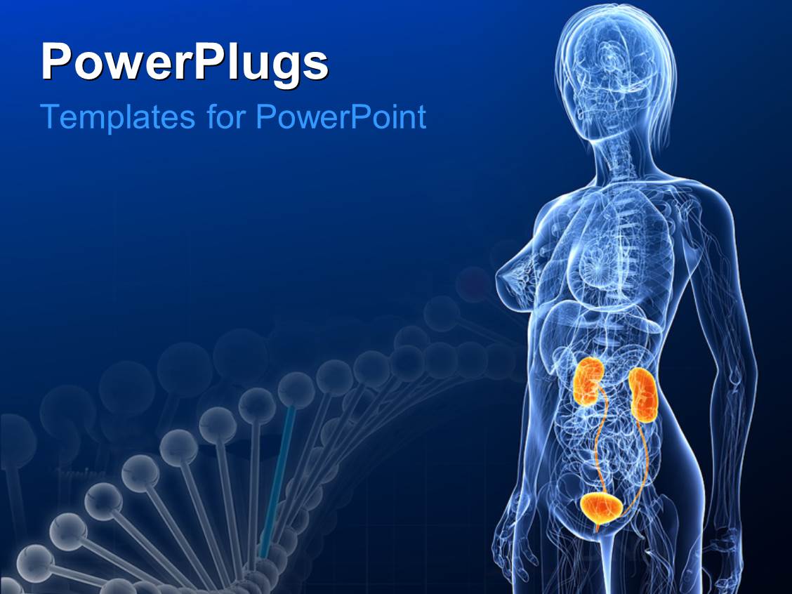 Urinary System Anatomy Ppt