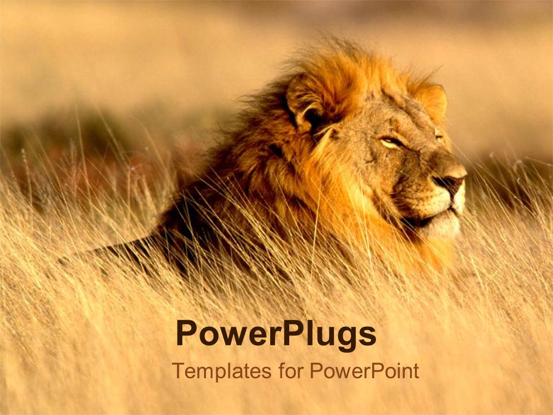 PowerPoint Template: lion in desert top of the food chain power animals ...